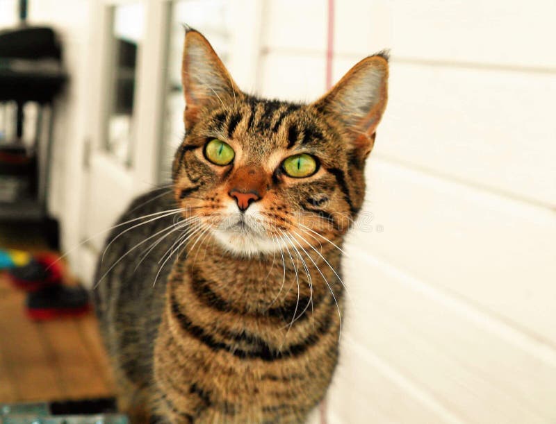 Nala stock photo. Image of cute, green, nala, black, white - 83734150