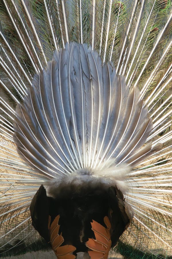 Nalga del pavo real foto de archivo. Imagen de primer - 42120804