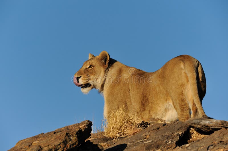 Pasojo - Photographer profile