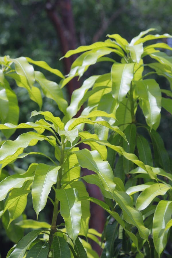 Nam Doc Mango Tree Leaves in the Sunshine Stock Image - Image of leaves ...