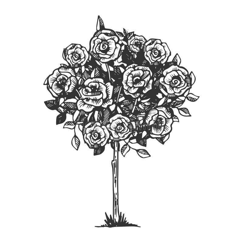 Struik Stock Illustrations, Vectors, & Clipart – (140,592 Stock ...