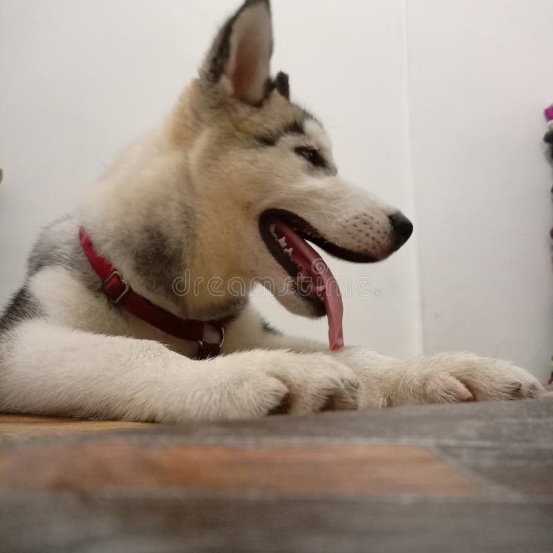 Berumur Stock Photos - Free & Royalty-Free Stock Photos from Dreamstime