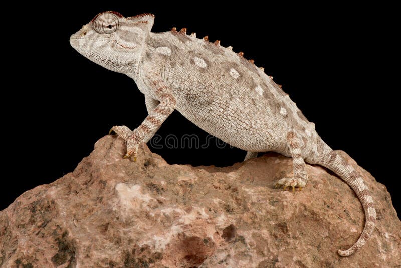 Desert chameleon stock photo. Image of namiquensis, south - 14198192