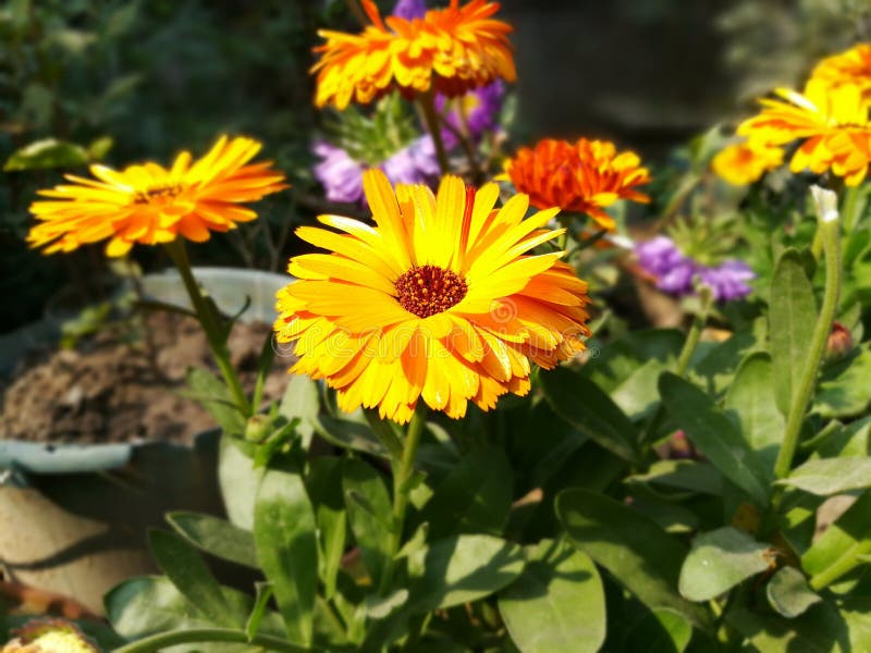 Boro calendula stock image. Image of color, full, beautiful - 183038737