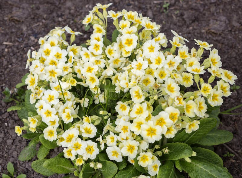 Primrose. stock image. Image of nature, yellow, petal - 149268289