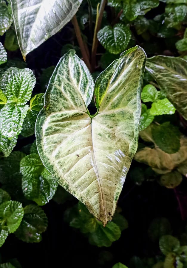 This Name Plant Nephthytis, so Look Beautiful Stock Image - Image of ...