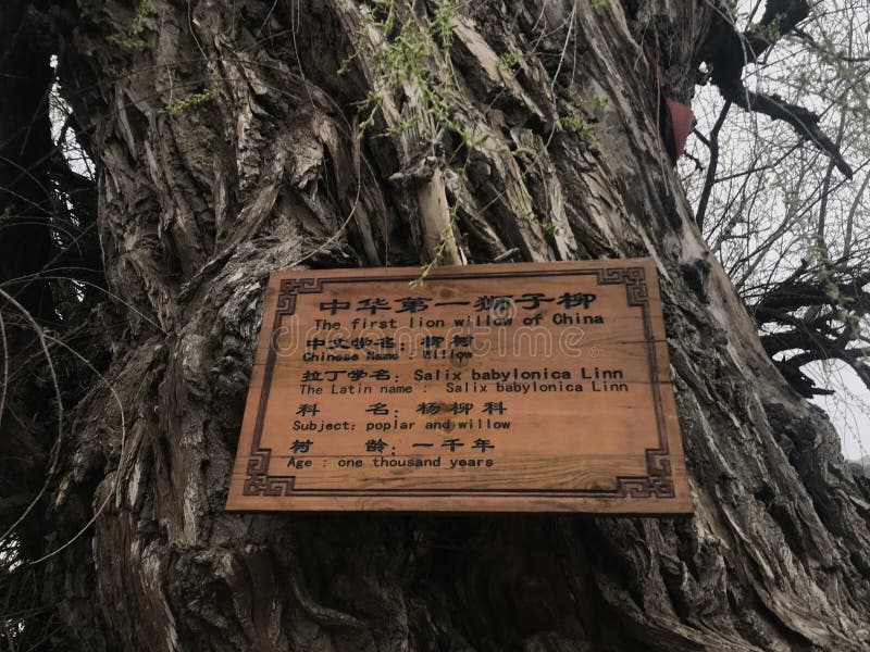 A Wooden Sign Placed on the Tree Stock Photo - Image of written, tree ...