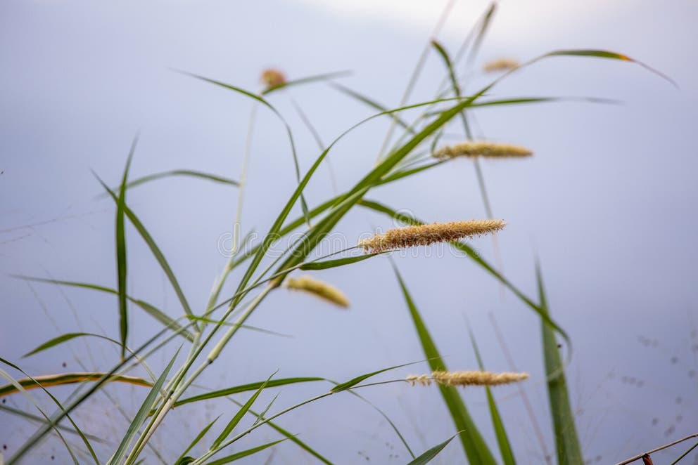 The Name is a Weed Tree that Grows in Various Areas Stock Photo - Image ...