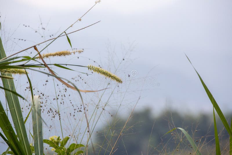 The Name is a Weed Tree that Grows in Various Areas Stock Image - Image ...
