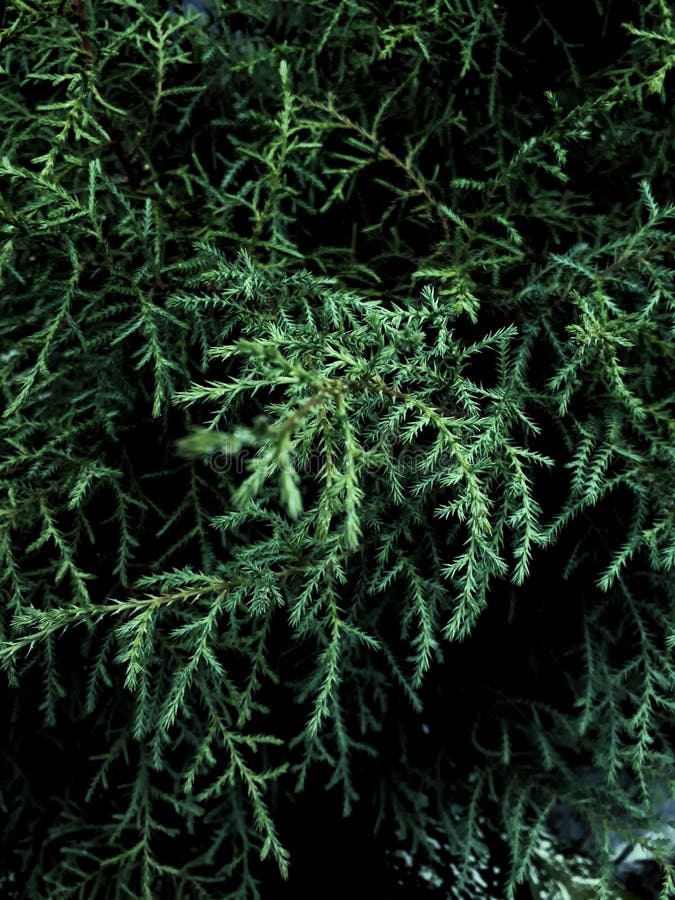 A named is cemara tree stock photo. Image of twig, shrub - 239406348