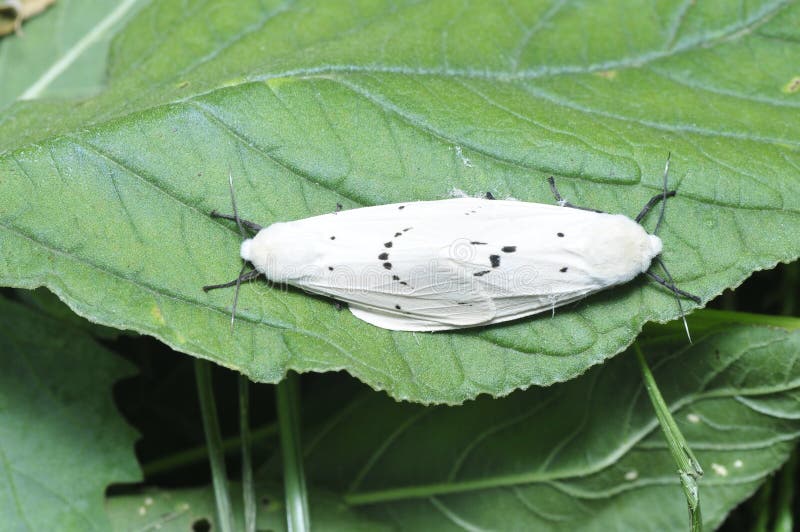 A Named Yang Fan Boat Moth of Insects Stock Image - Image of mating ...