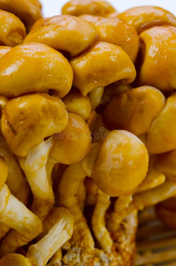 Nameko mushroom stock photo. Image of fungi, health, fungus - 27041378