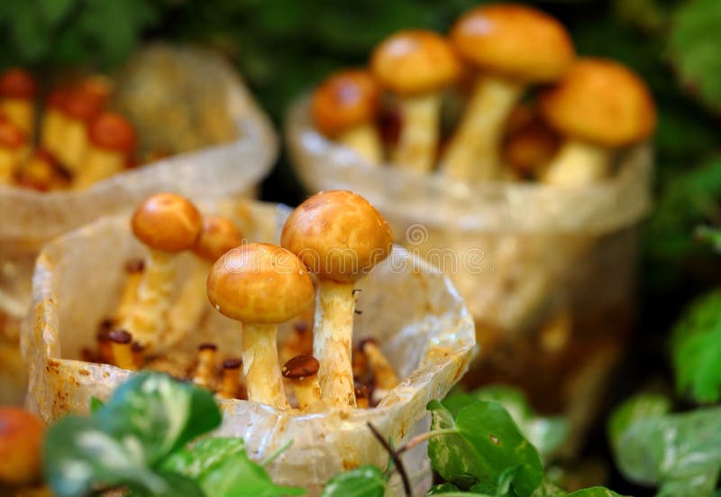 Nameko mushroom stock image. Image of forest, disc, brown - 43890717