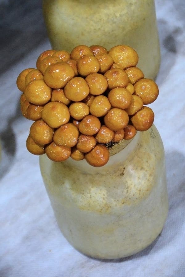 Nameko Mushroom in a Pot on Display Stock Photo - Image of edible, yellow: 378563054