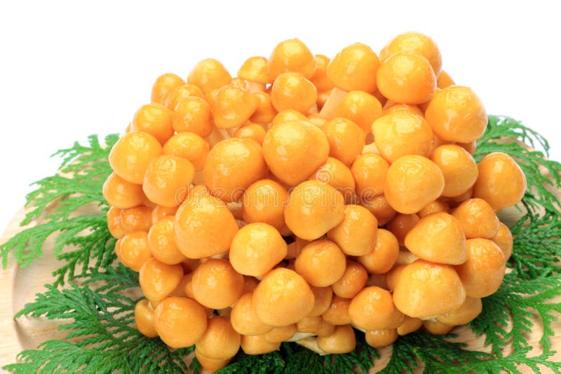 Nameko mushrooms stock image. Image of mushroom, chickpea - 28105997