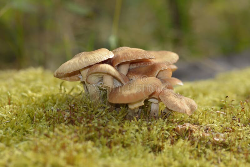 Nameko Mushrooms stock image. Image of natural, small - 84120369