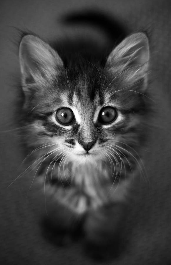 Nameless cat stock image. Image of white, eyes, black - 6759747