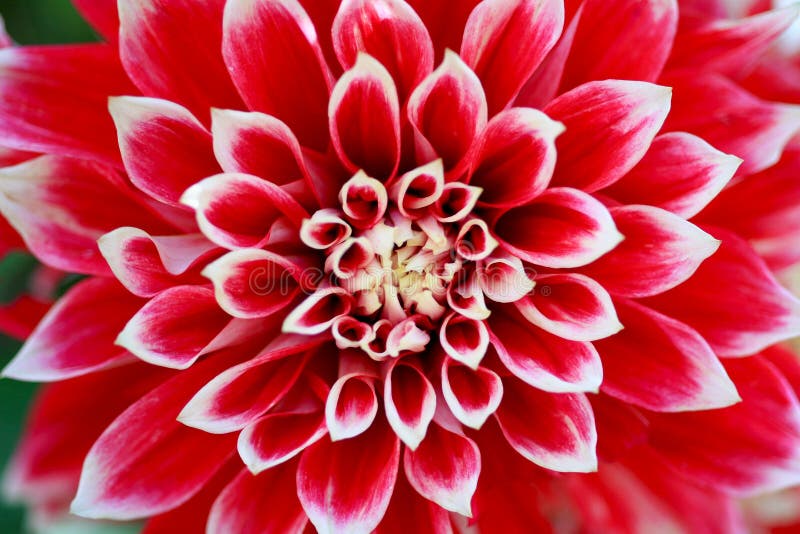 Nameless flower close up stock photo. Image of flower - 5445790