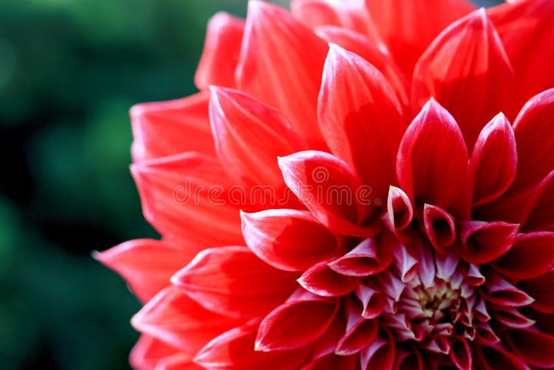 Nameless flower close up stock photo. Image of holiday - 5445834