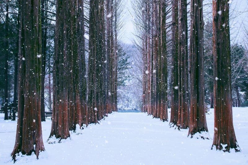 Nami Island in Korea,Row of Pine Trees in Winter Stock Photo - Image of ...