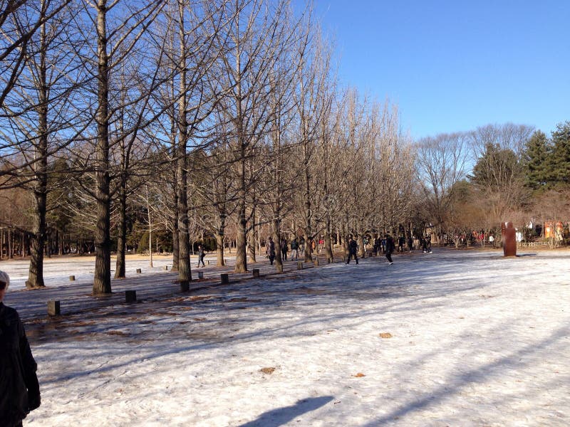 Nami island editorial stock photo. Image of spring, freezing - 42615483