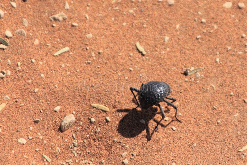 A Namib Beetle and Its Shadow, Sossusvlei Stock Image - Image of macro ...