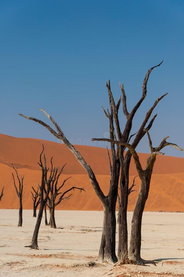 Namib Desert Trees stock image. Image of cloudless, namibia - 31363731