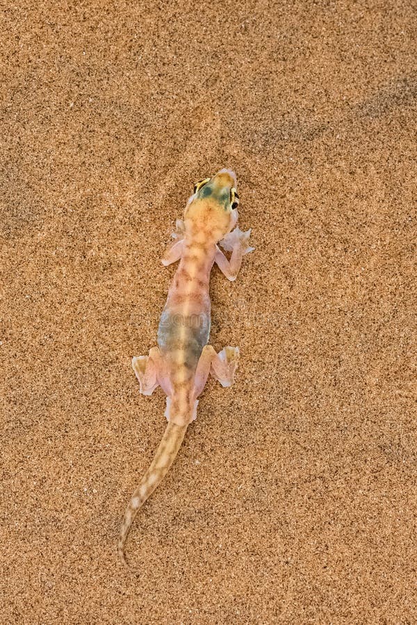 A Namib sand gecko stock image. Image of animal, little - 244203275