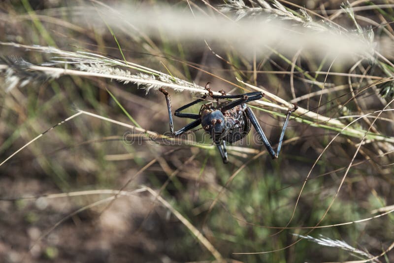 Namibia stock image. Image of africa, namibia, nature - 94030587