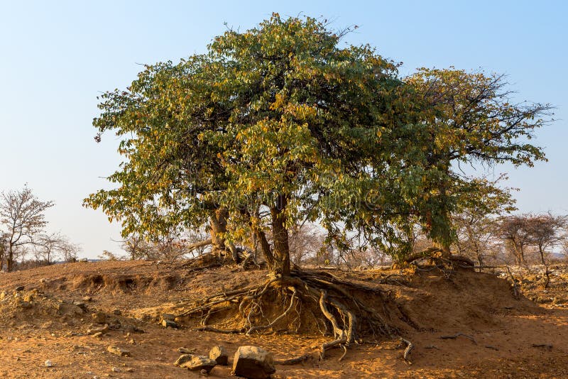 Tree from the Kunene River Area in Namibia Stock Photo - Image of ...