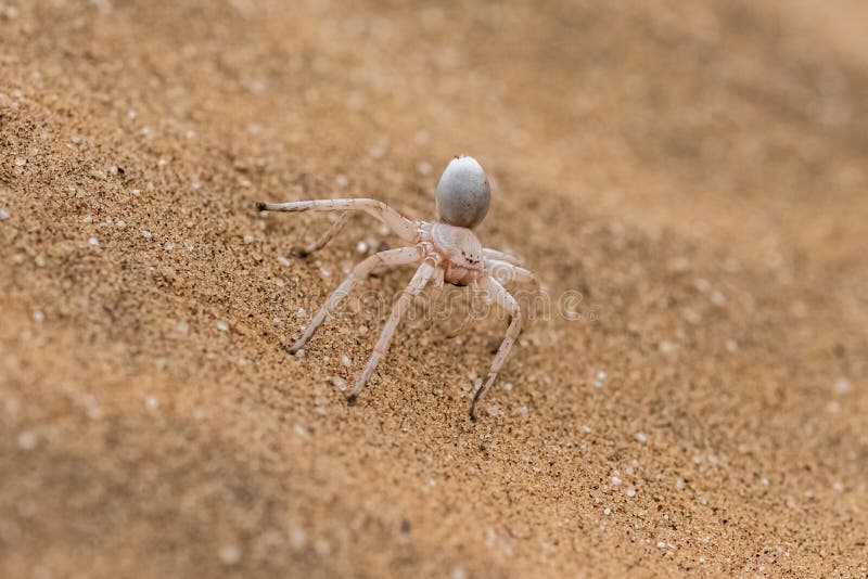 Namibia, Dancing White Lady Spider Stock Image - Image of dunes, giant ...