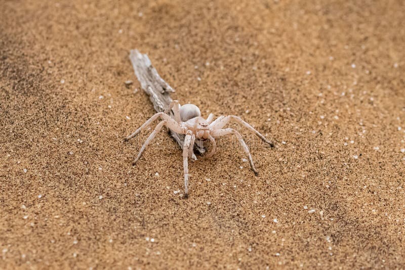 Lady in Spider Web Hat stock photo. Image of expression - 30305944