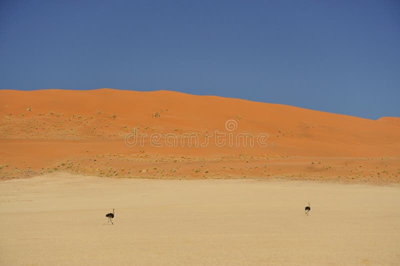 Namibia desert stock photo. Image of color, quick, desert - 14454364