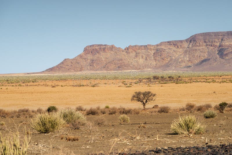 Namibia desert landscape stock photo. Image of tree - 175080082