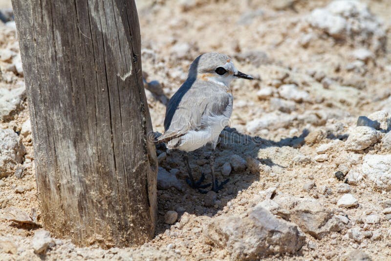 Bird Namibia Deserts and Nature in National Parks Stock Photo - Image ...
