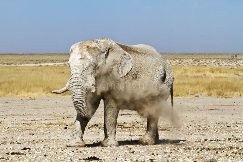 Namibia dust elephant stock image. Image of cloud, standing - 27668901