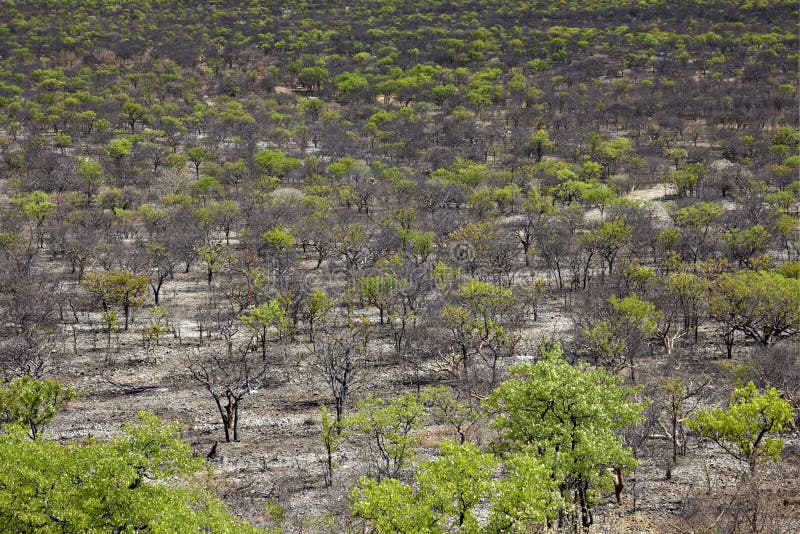 Namibia forest stock image. Image of namibia, scenery - 27721331