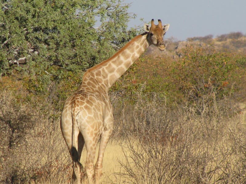Namibia Giraffe Turned To Look Stock Image - Image of etosha, wildlife ...