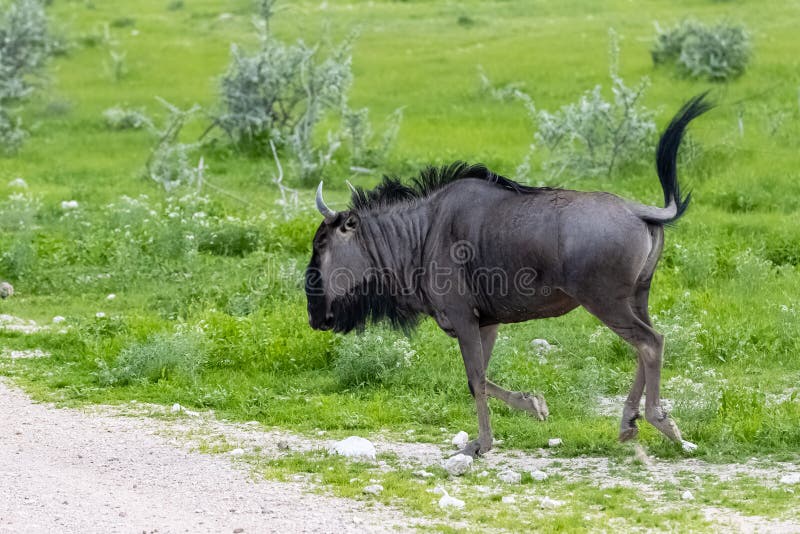 Namibia, Gnu Running in the Savannah Stock Photo - Image of rain ...