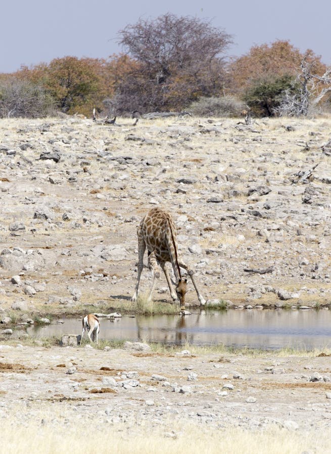 Namibia Landscape in August with Giraffe Stock Photo - Image of ...