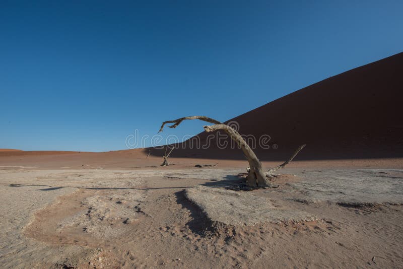 Namibia stock image. Image of coast, ivory, namibia - 180425619