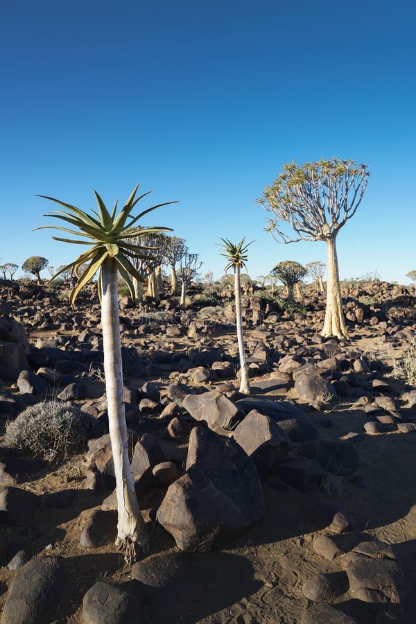 Namibia Quiver Tree Forest stock photo. Image of scenery - 118463980