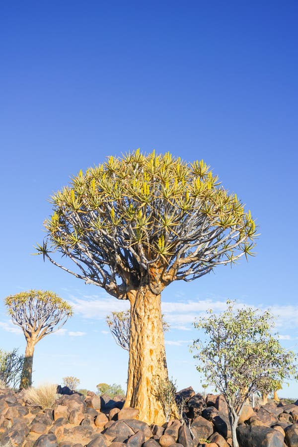 Namibia Quiver Tree Forest stock image. Image of african - 118463889