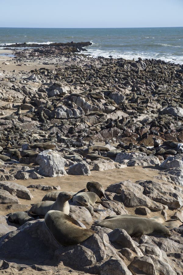 Namibia, Skeleton Coast stock photo. Image of nature - 44914908