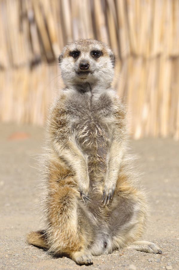 Namibia: a Suricate Standing Up Near Keetmanshoop Stock Photo - Image ...