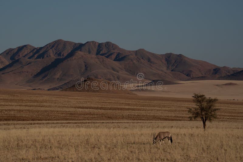Namibian desert with oryx stock image. Image of granite - 267991585