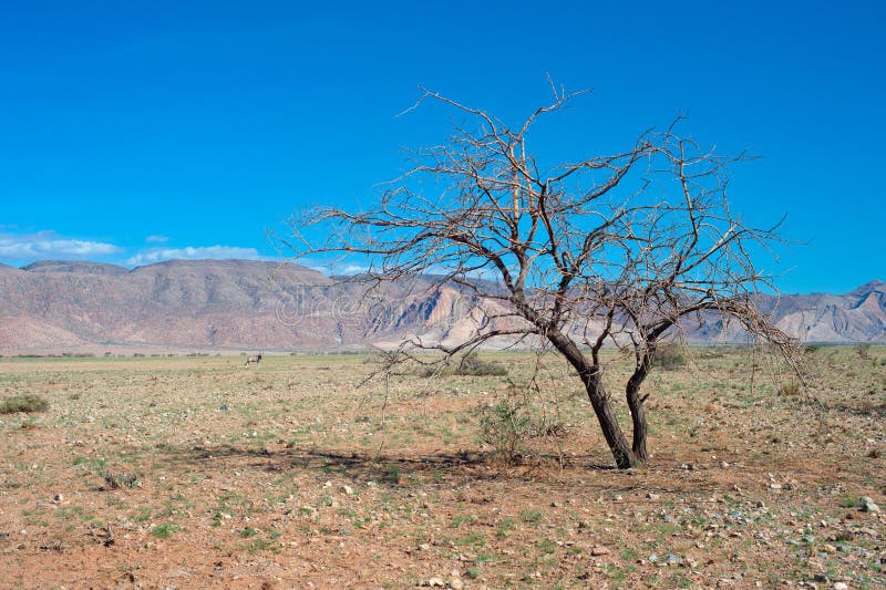 Namibian Eland Desert Trees Mountains Stock Photo - Image of ...