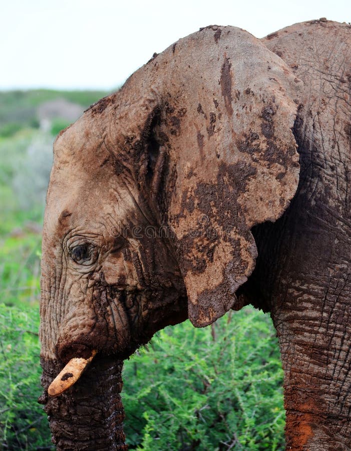 Namibian Elelphant stock photo. Image of graphics, wilderness - 37222936