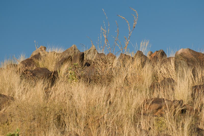 Namibian landscape stock photo. Image of desert, grass - 21537732
