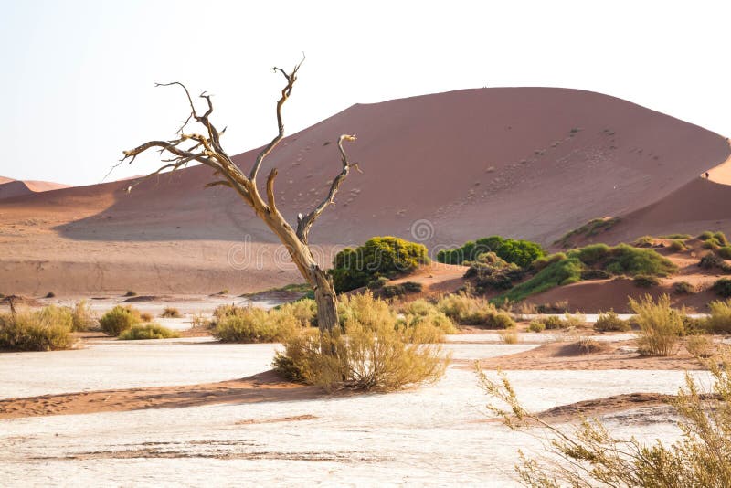 Namibian landscape stock image. Image of wilderness, succulent - 3152605